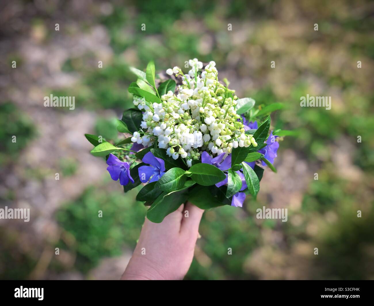 Hand holding spring bouquet made of purple flowers and lilies of the ...