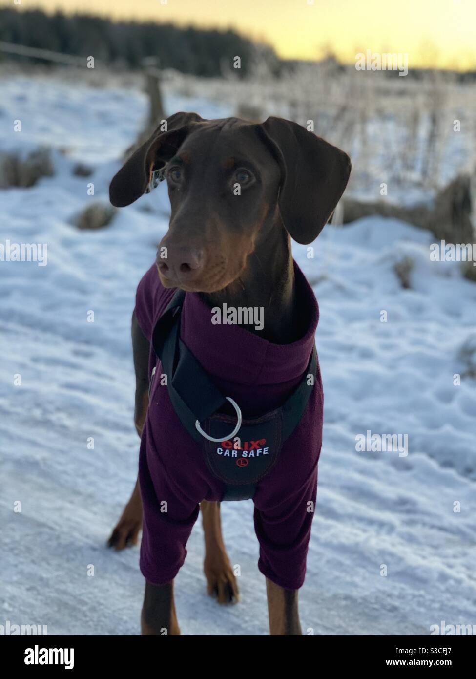 Doberman puppy hi-res stock photography and images - Alamy