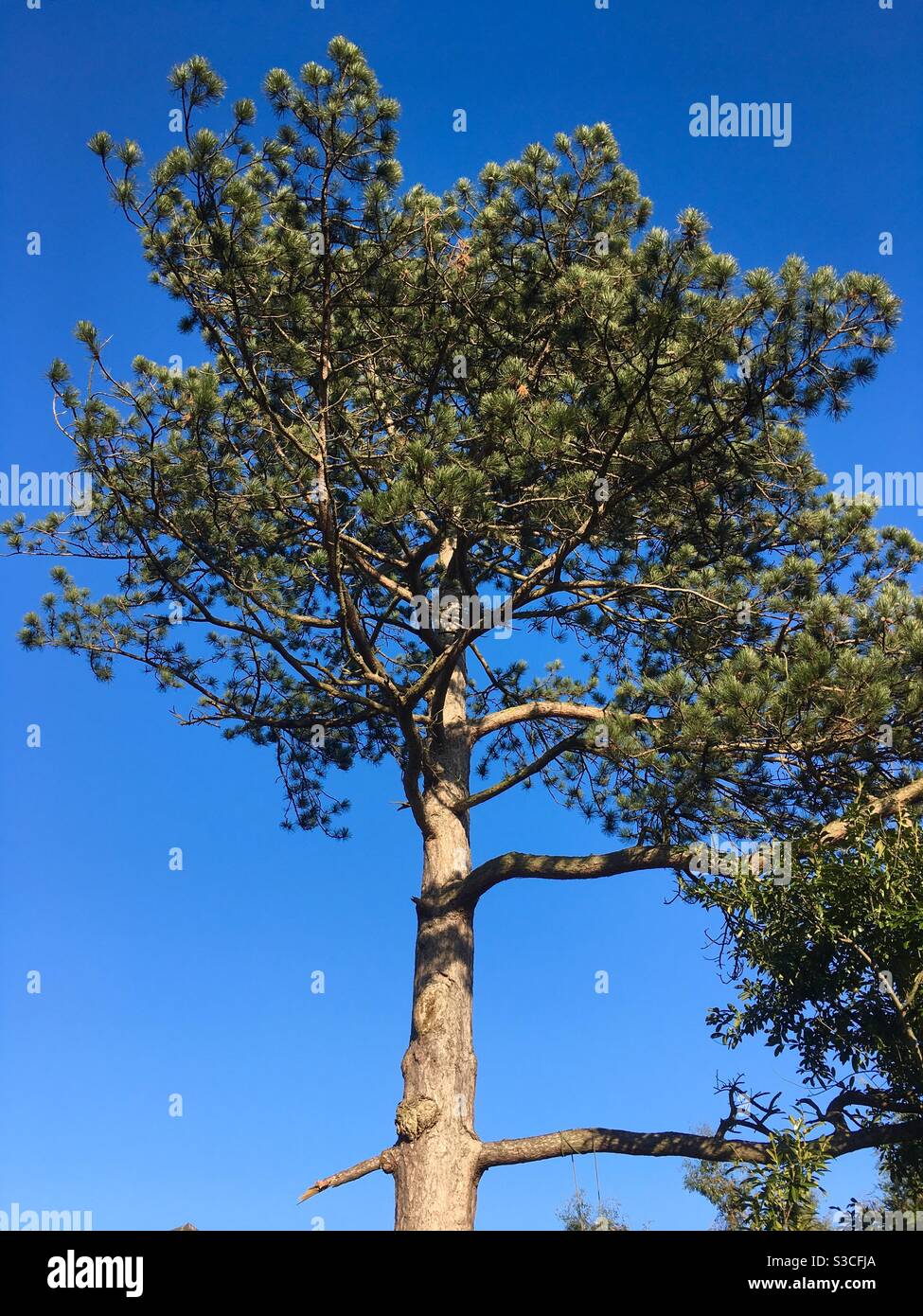 Top of a Pine tree in the sunshine against blue sky Stock Photo - Alamy