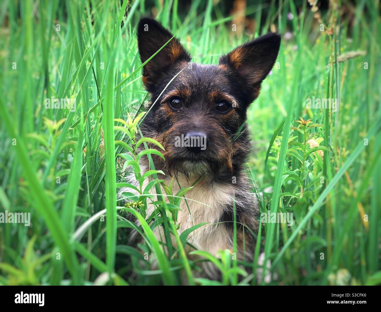 Dog hiding face hi-res stock photography and images - Alamy