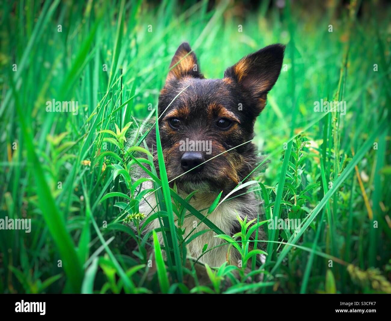 Dog hiding face hi-res stock photography and images - Alamy