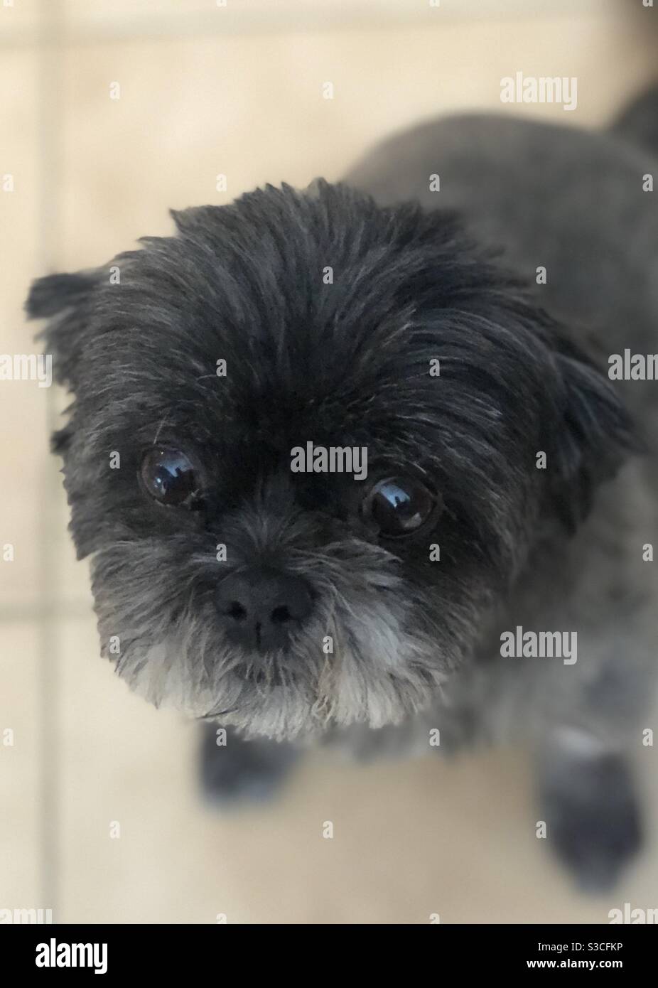 The cutest dog ever Stock Photo - Alamy