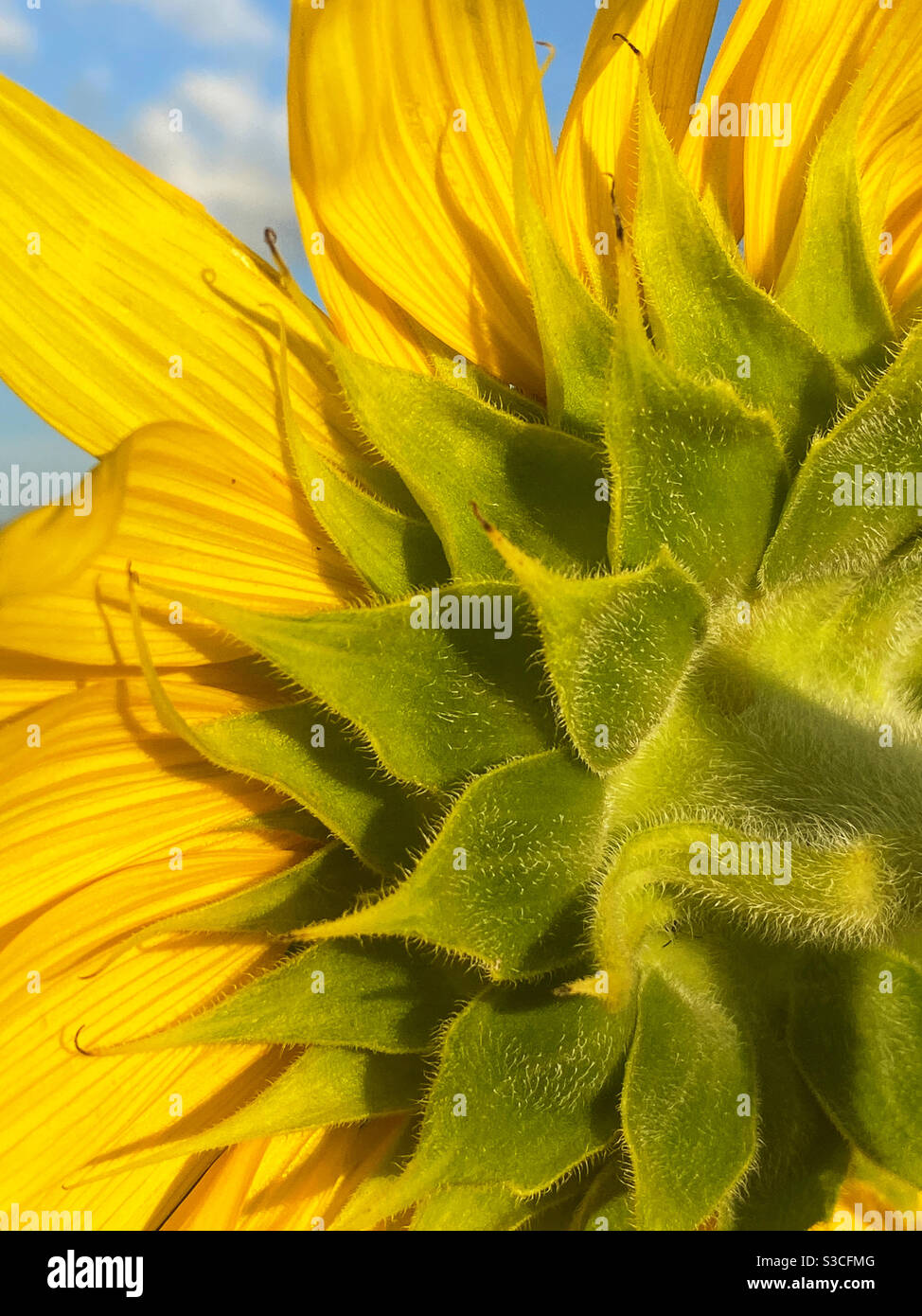 Back of a sunflower in detail lit by sunlight Stock Photo - Alamy