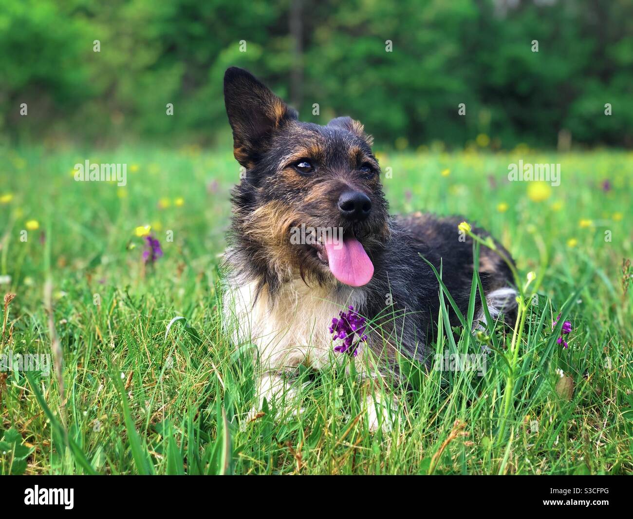 Mammal in focus smartphone stock photos and images - Alamy