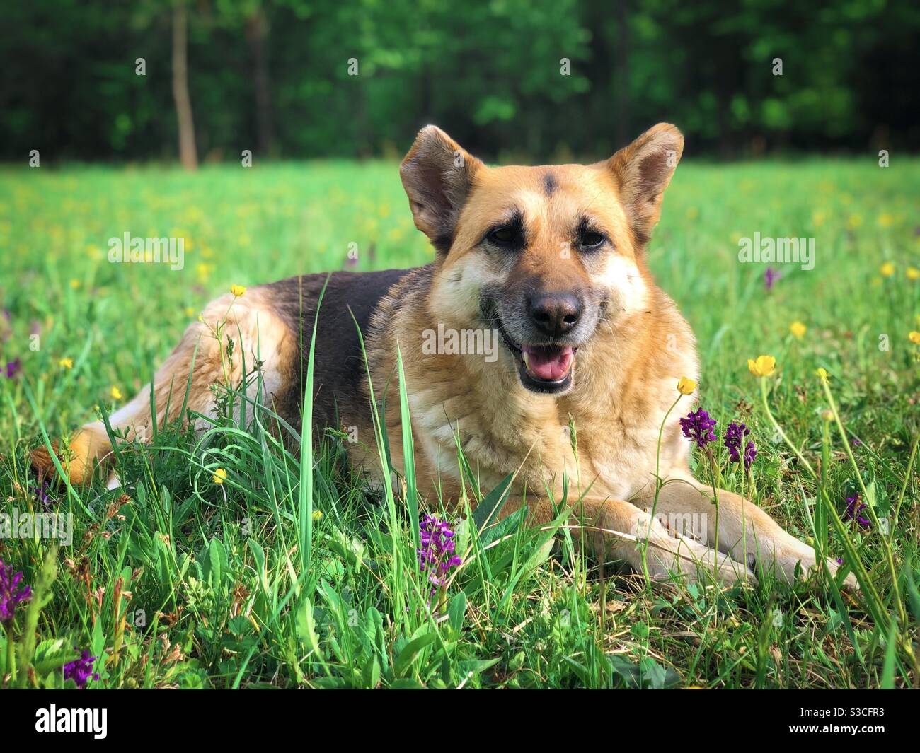 German Shepherd Happy