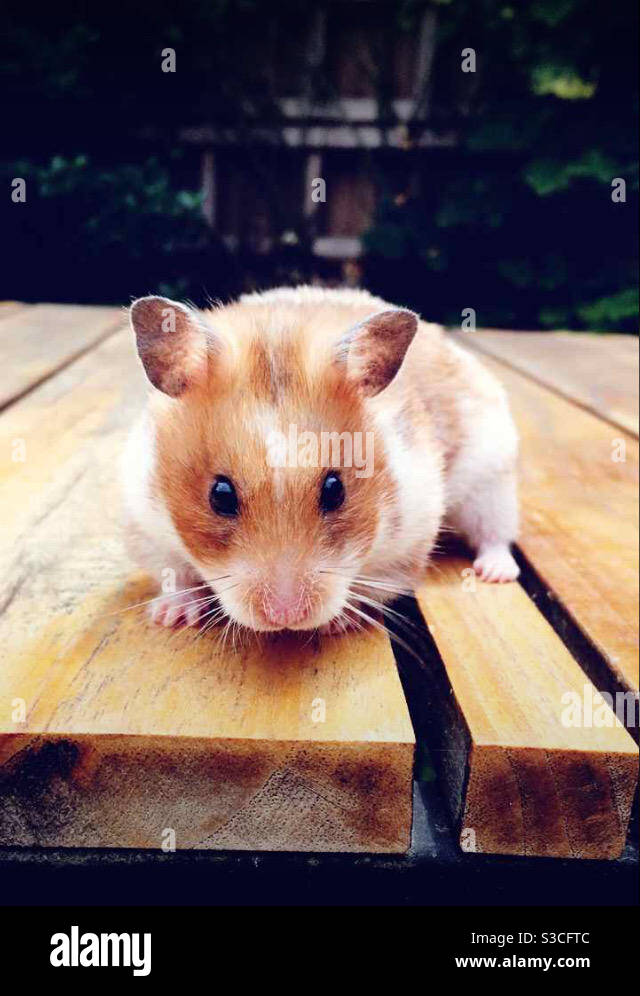 Golden hamster wild hi-res stock photography and images - Alamy