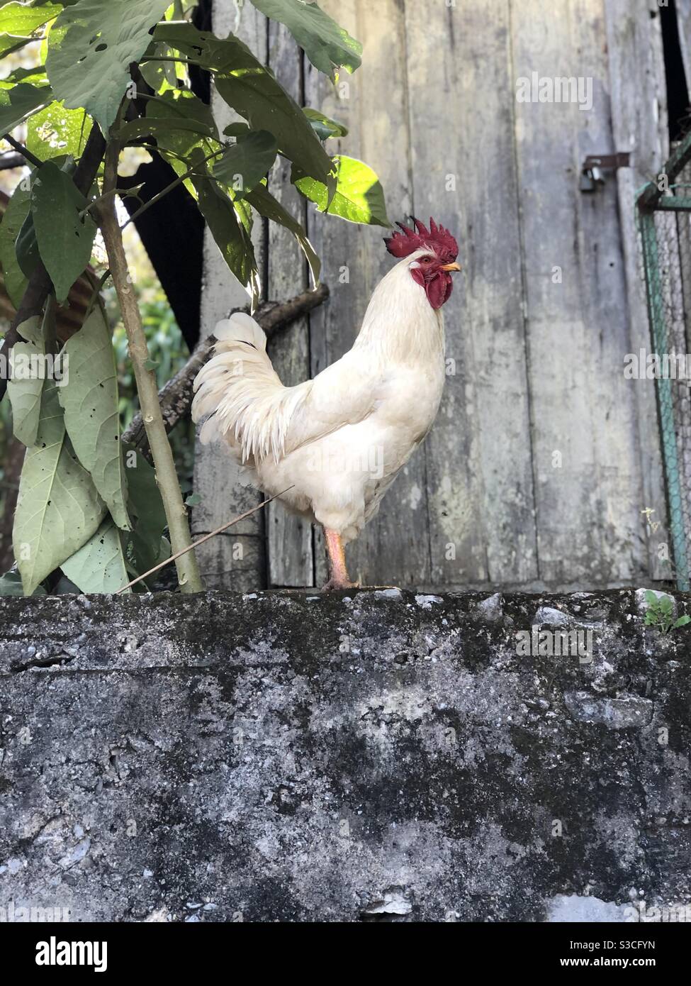 White rooster hi-res stock photography and images - Alamy
