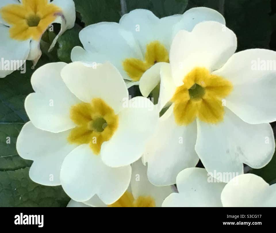Primroses in Spring Stock Photo - Alamy