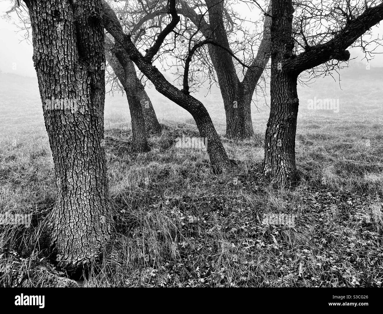 White oak bark hi-res stock photography and images - Alamy