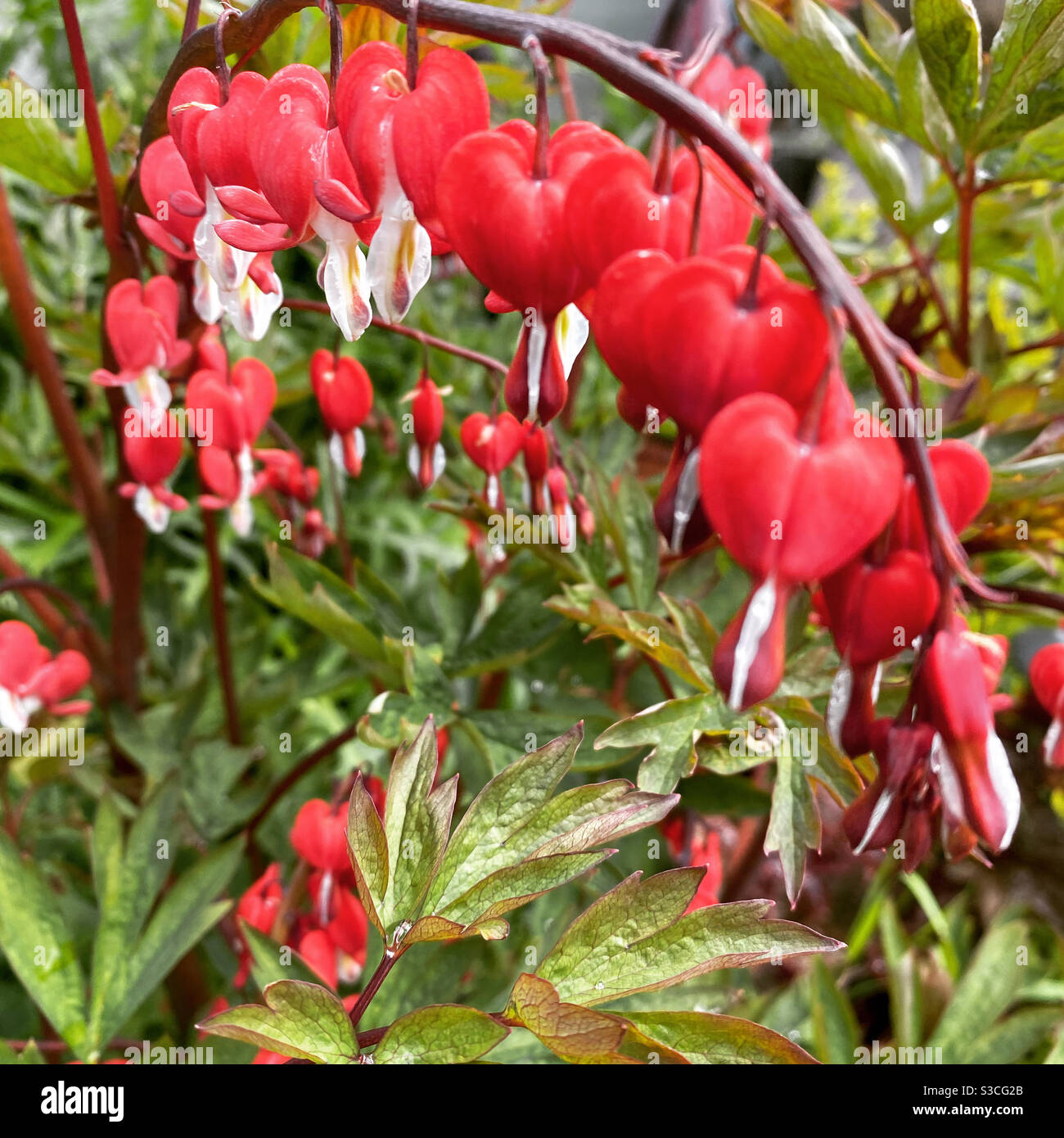 Red bleeding hearts hi-res stock photography and images - Alamy