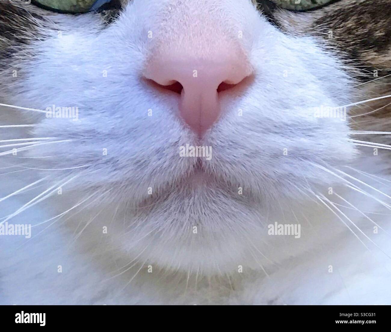 Cat nose hi-res stock photography and images - Alamy