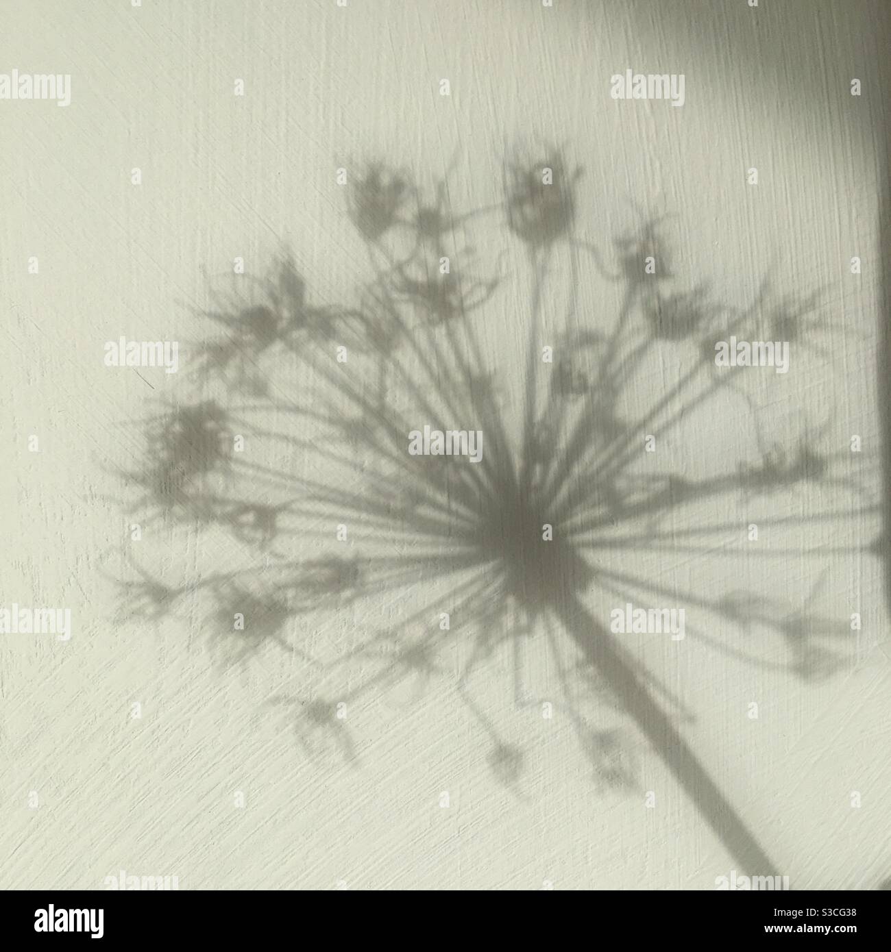 Allium seed head shadow on a white textured background Stock Photo - Alamy