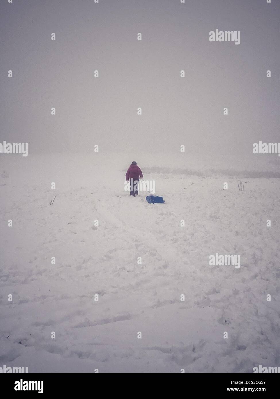 Girl in pink coat, pulling blue sledge on a very cold snowy day Stock ...