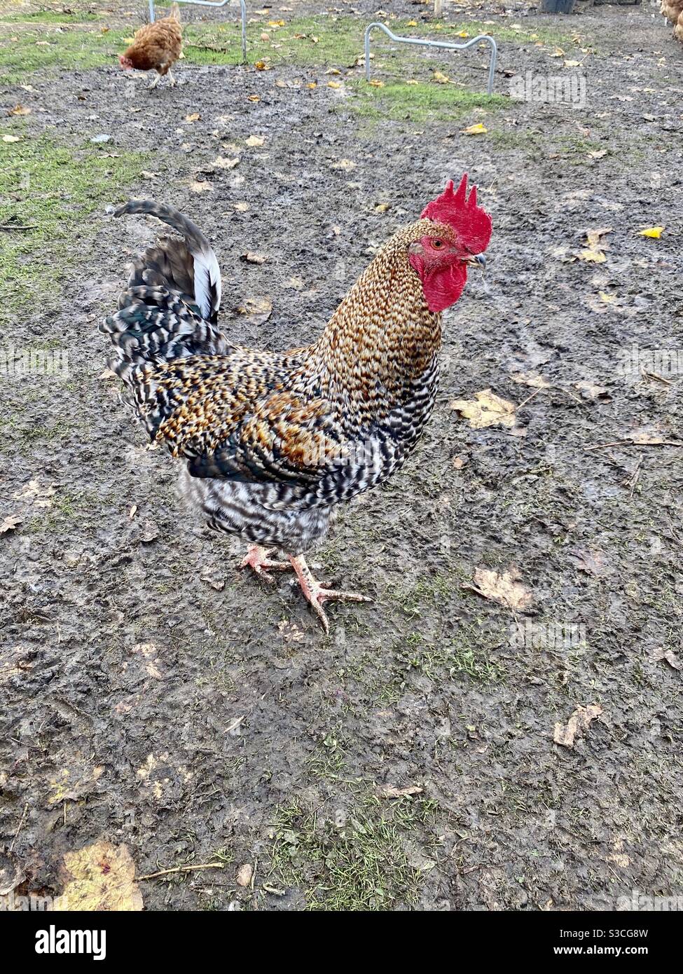 Chicken and cockerel hi-res stock photography and images - Alamy