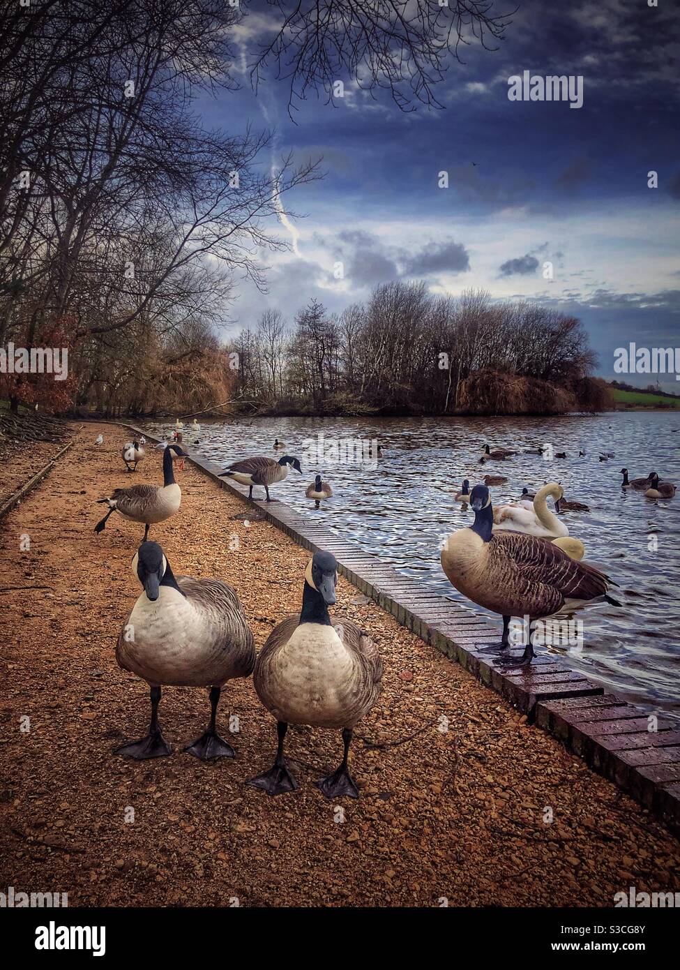 Goose life hi-res stock photography and images - Alamy