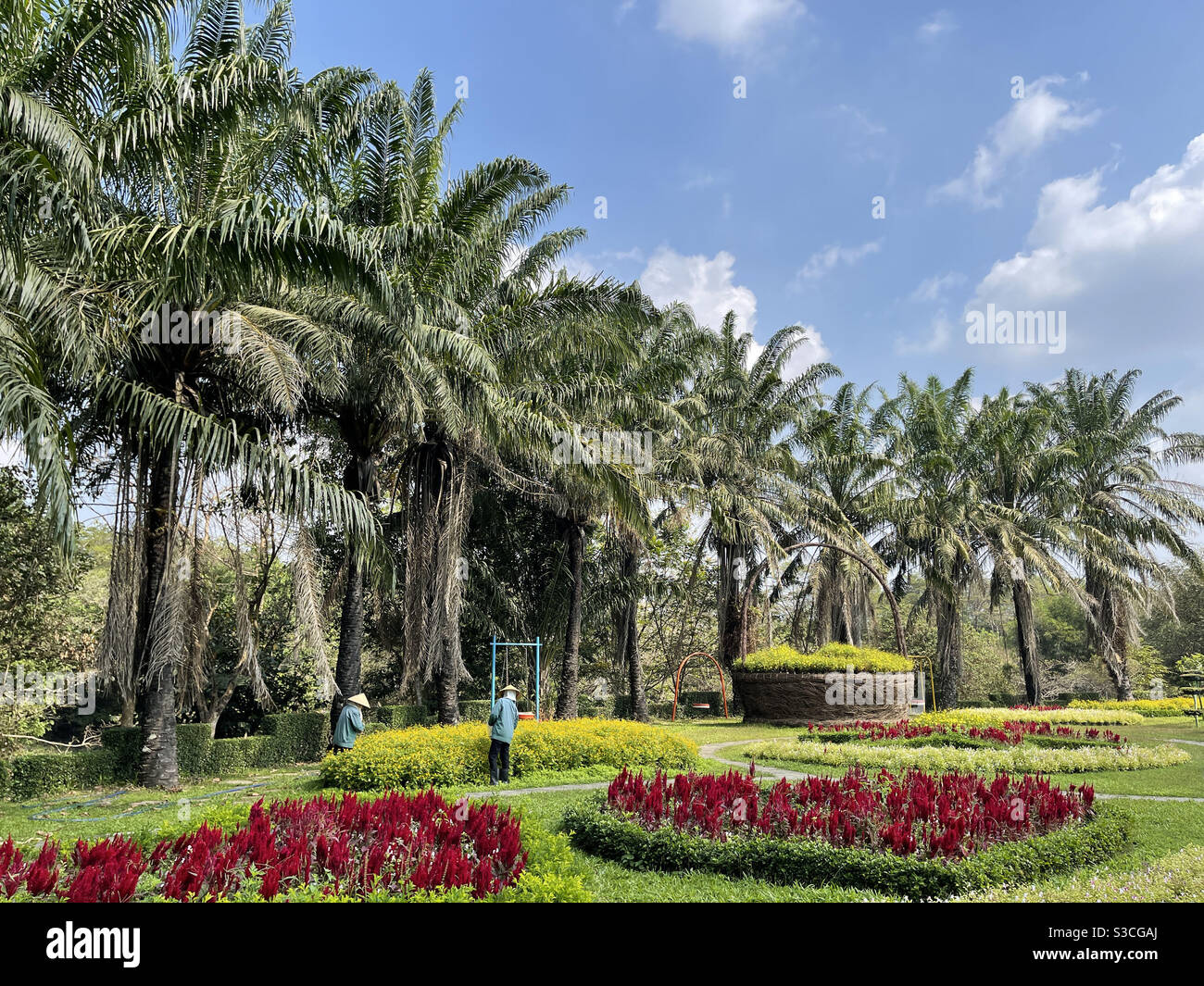 Prepare flowers for Tet Stock Photo - Alamy