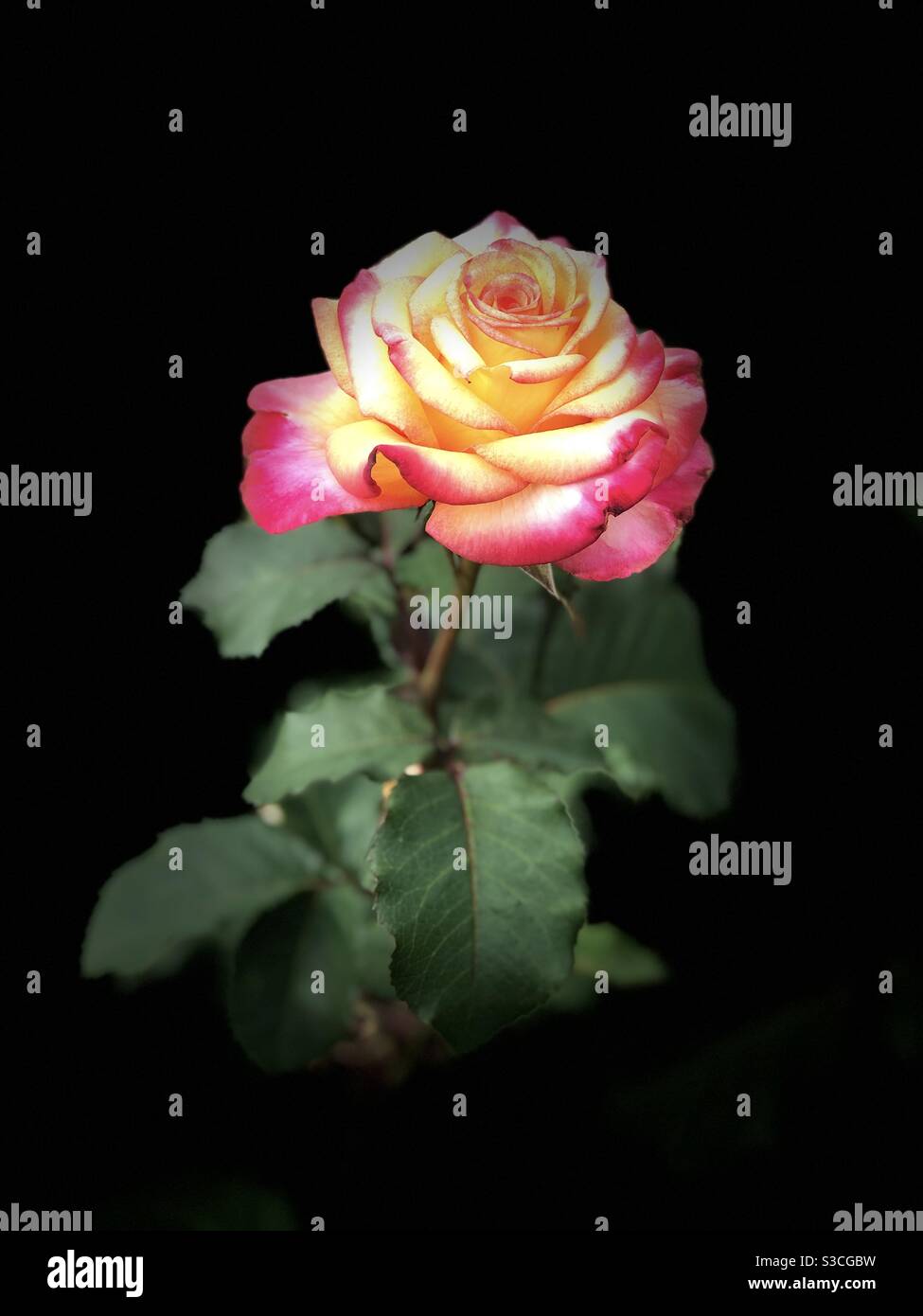 Stop To Smell The Roses High Resolution Stock Photography and Images ...