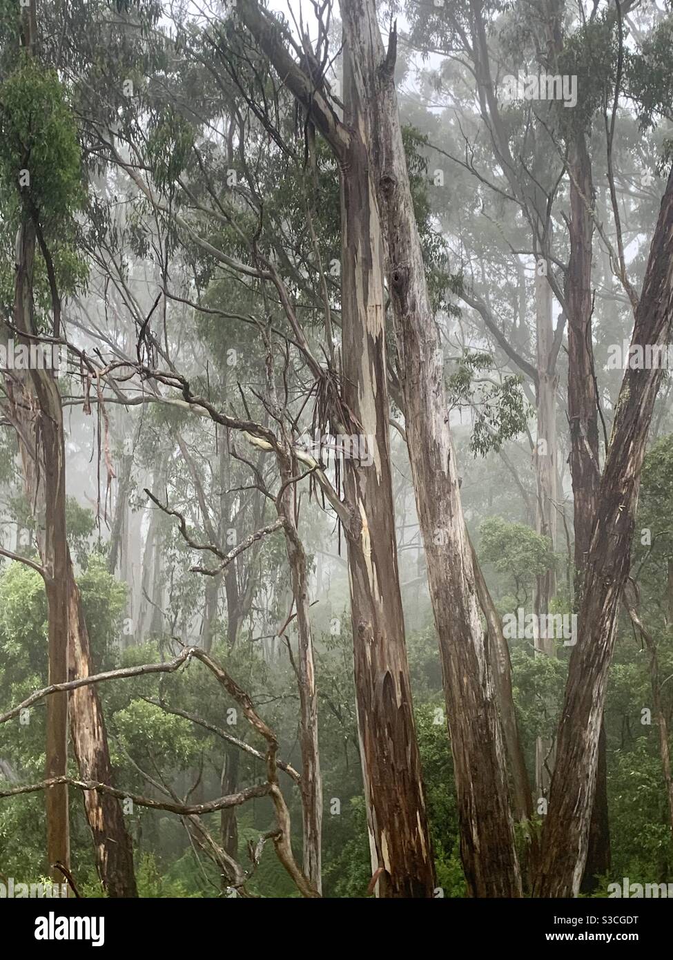 Otway ranges hi-res stock photography and images - Alamy