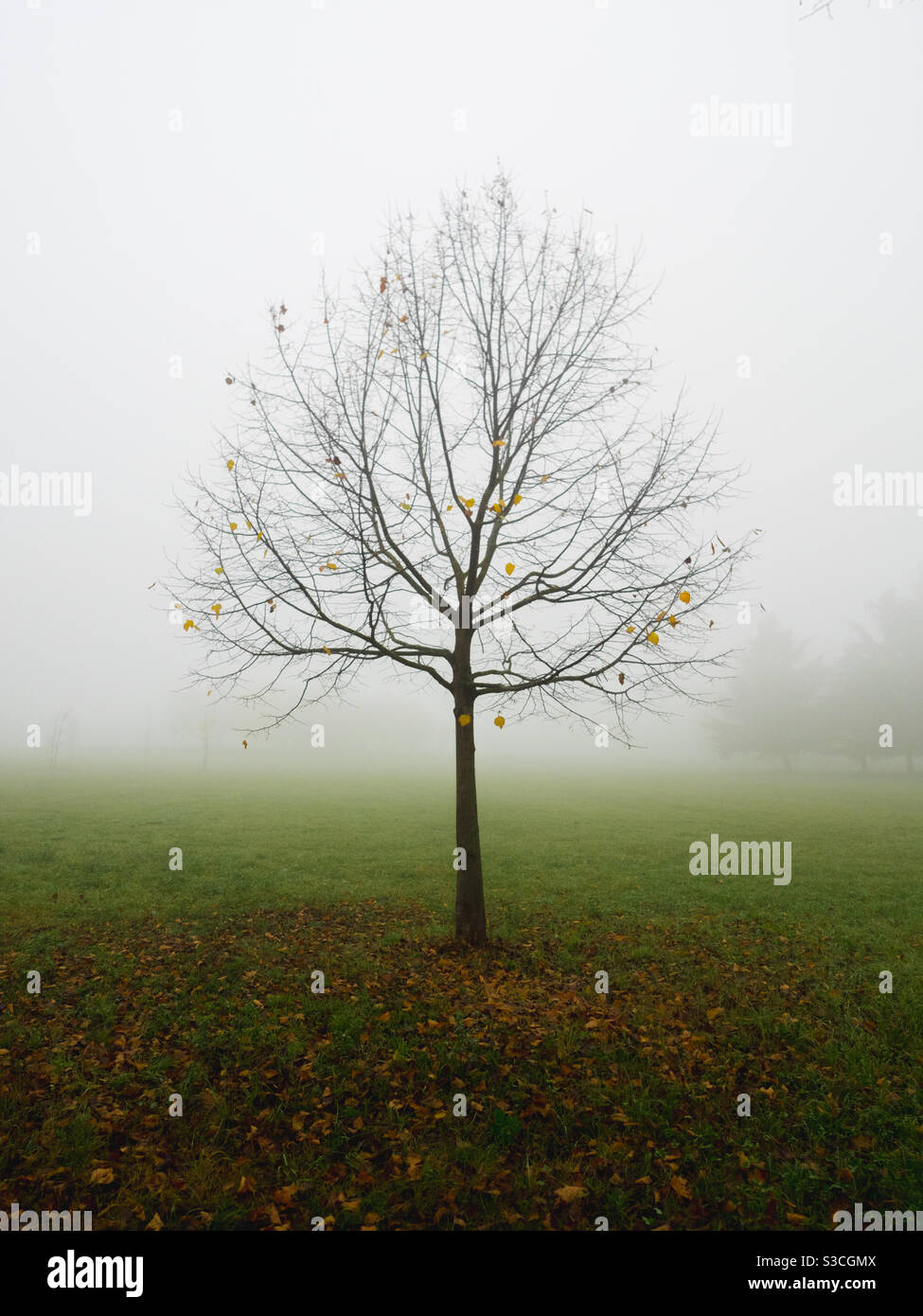 Tree myst hi-res stock photography and images - Alamy