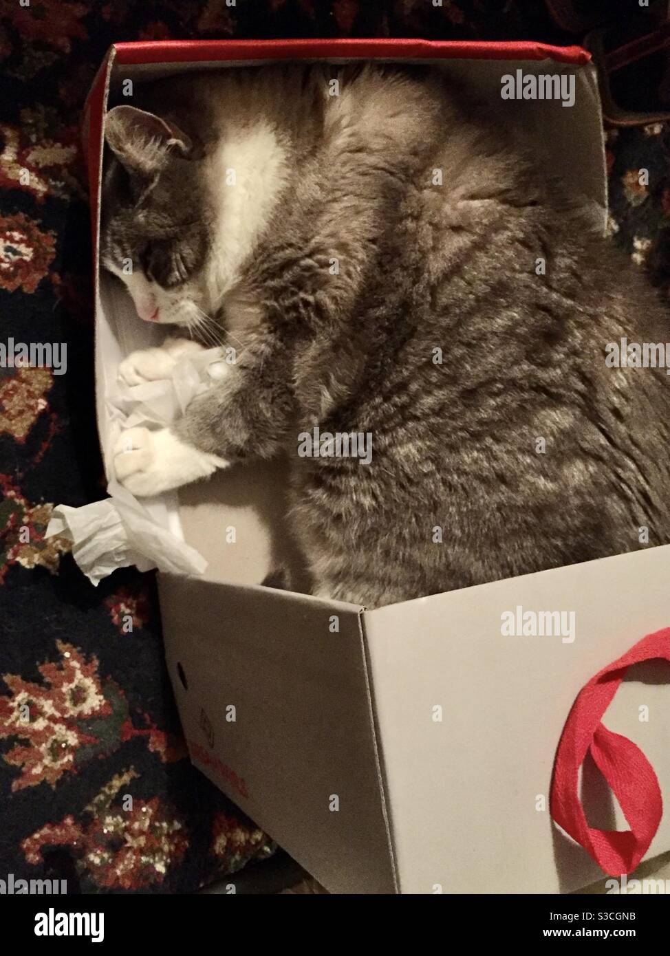 Cat in the box hi-res stock photography and images - Alamy