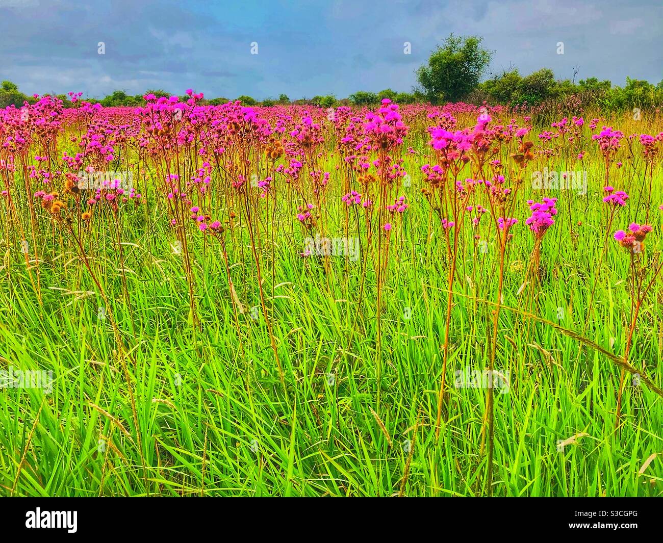 Invasive alien weed hi-res stock photography and images - Alamy