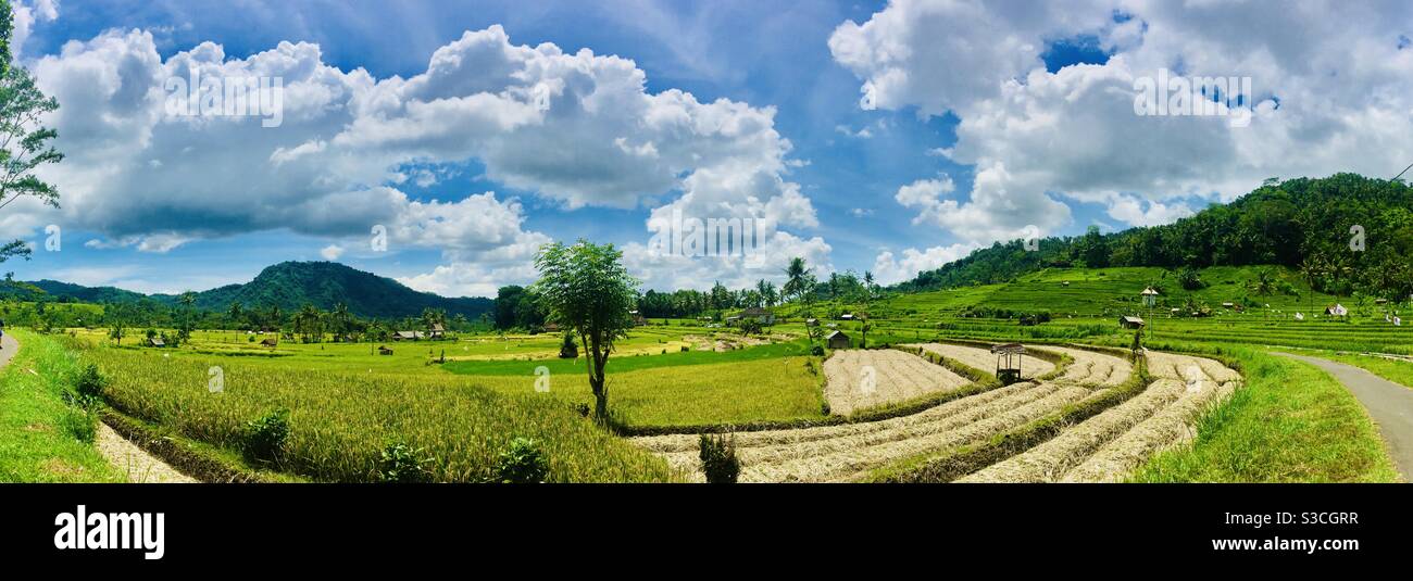 Green rice field panoramic near Sidemen Bali Indonesia Stock Photo - Alamy