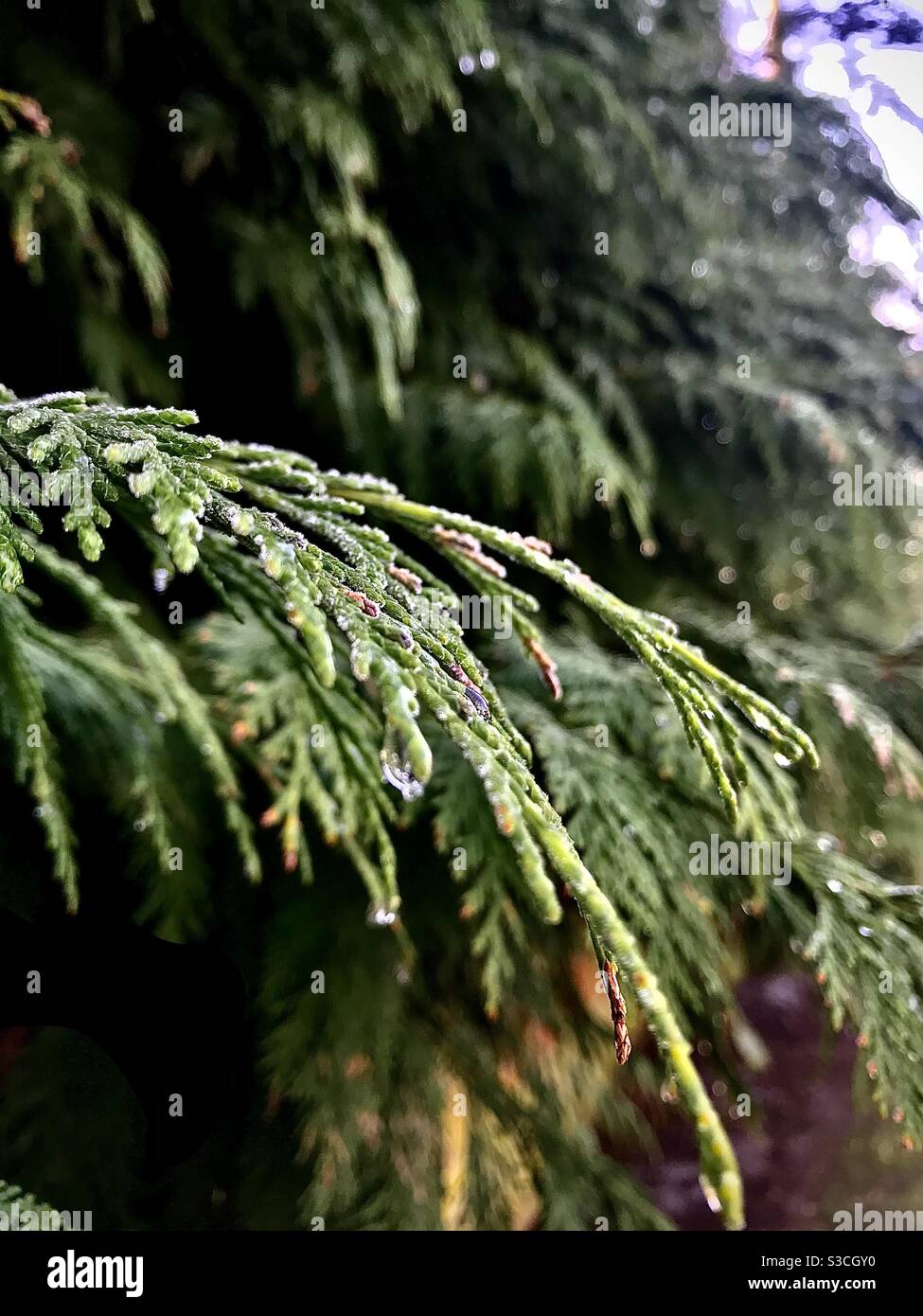 Frozen raindrops on a bush Stock Photo - Alamy