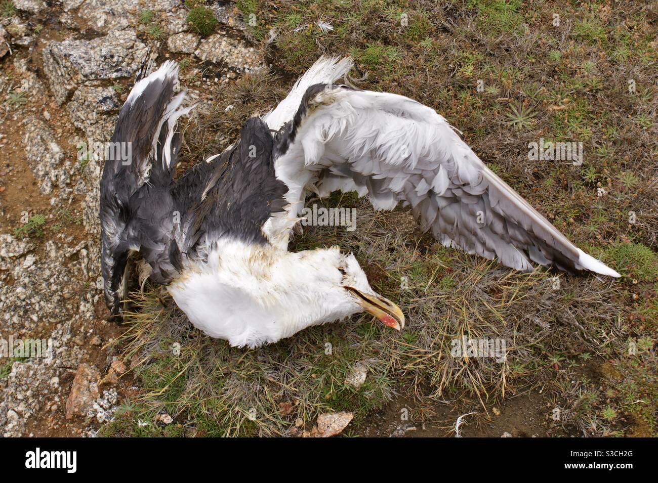 Dead seagull hi-res stock photography and images - Alamy