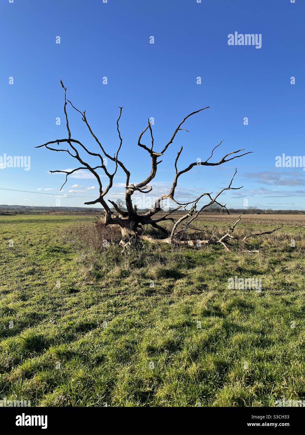 Spooky tree hi-res stock photography and images - Alamy