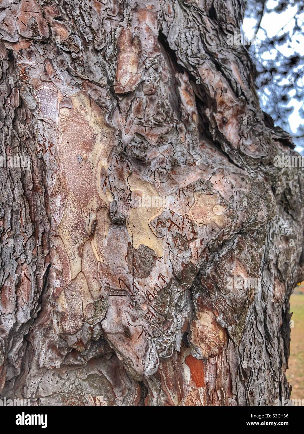 Textures in nature hi-res stock photography and images - Alamy