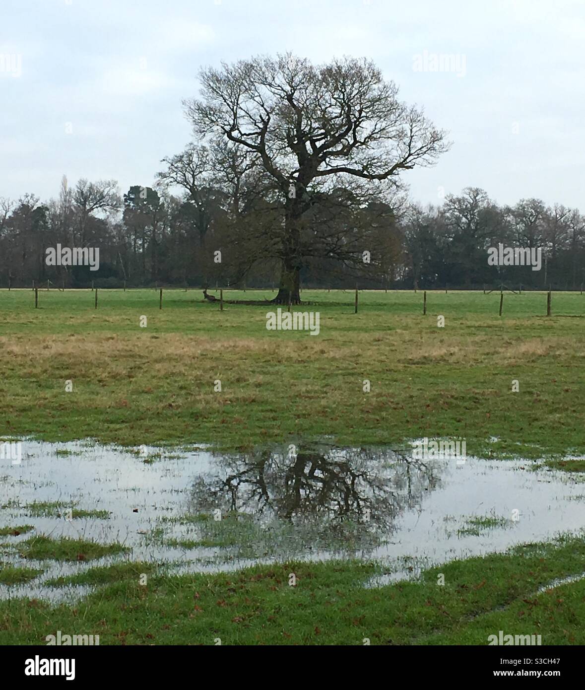 Reflection of tree in grassy puddle Stock Photo - Alamy