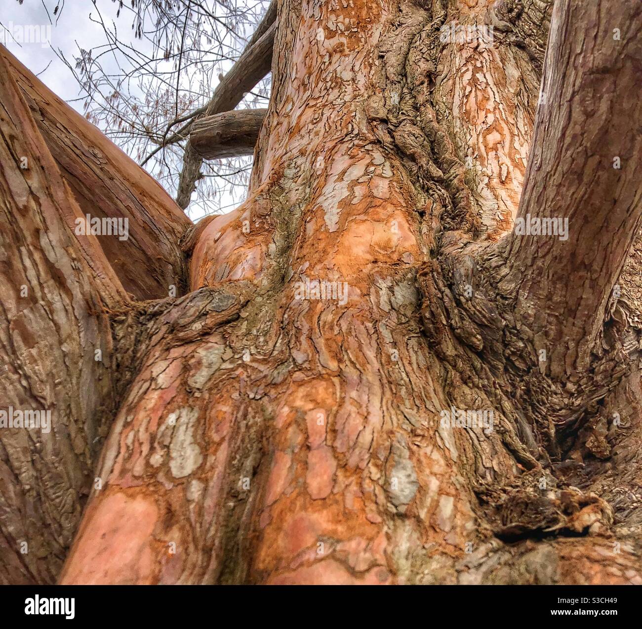 The tree trunk of a Dawn Redwood Stock Photo - Alamy
