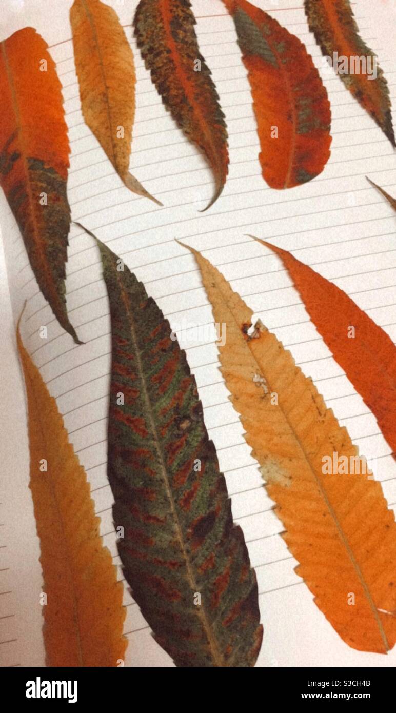 Leaf collection hi-res stock photography and images - Alamy