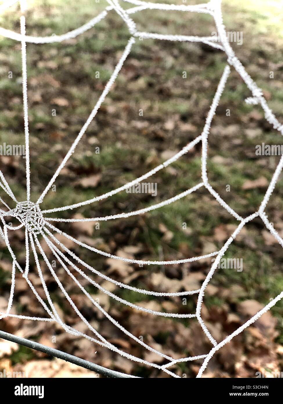 Incredible spiders hi-res stock photography and images - Alamy