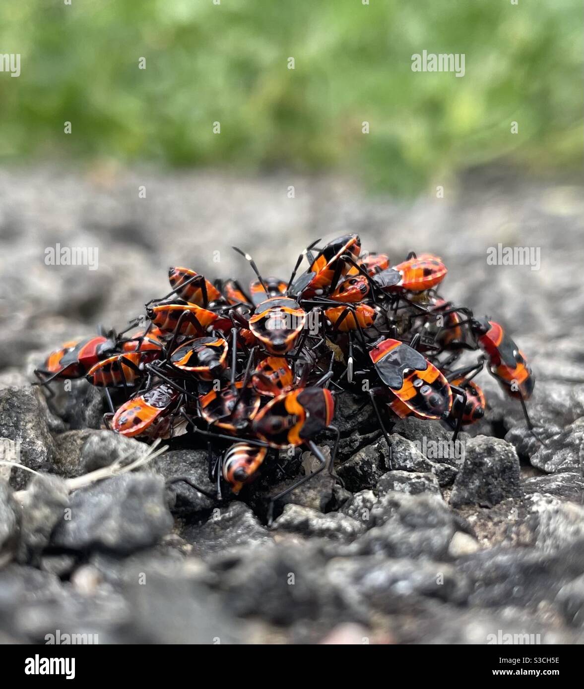 Ground bugs hi-res stock photography and images - Alamy