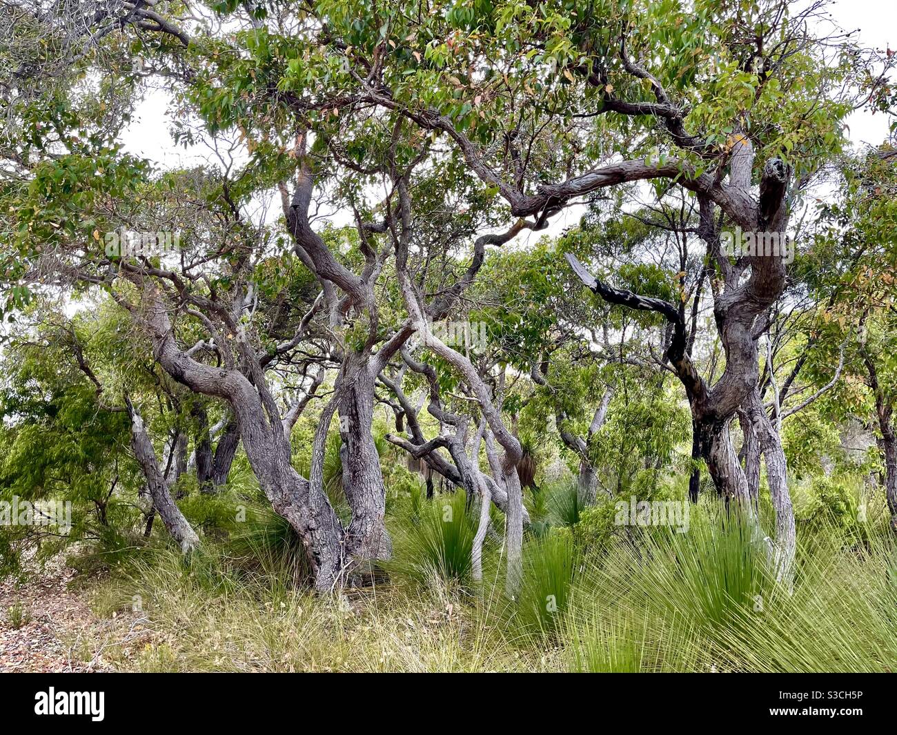 Jarrah Tree