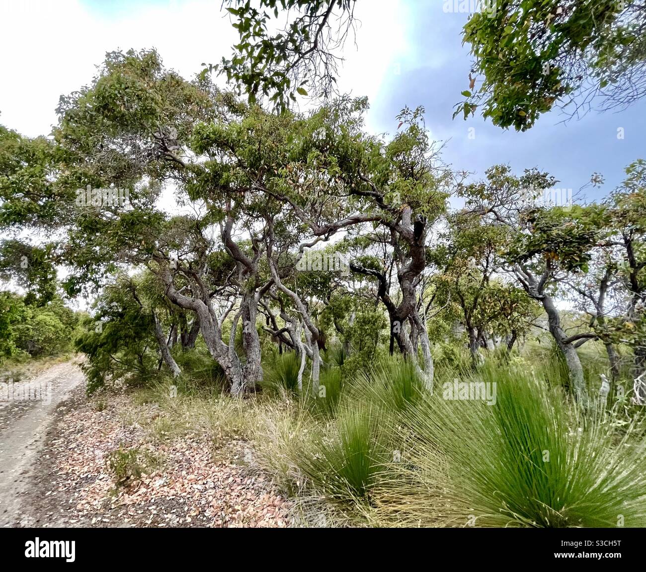 Balga hi-res stock photography and images - Alamy
