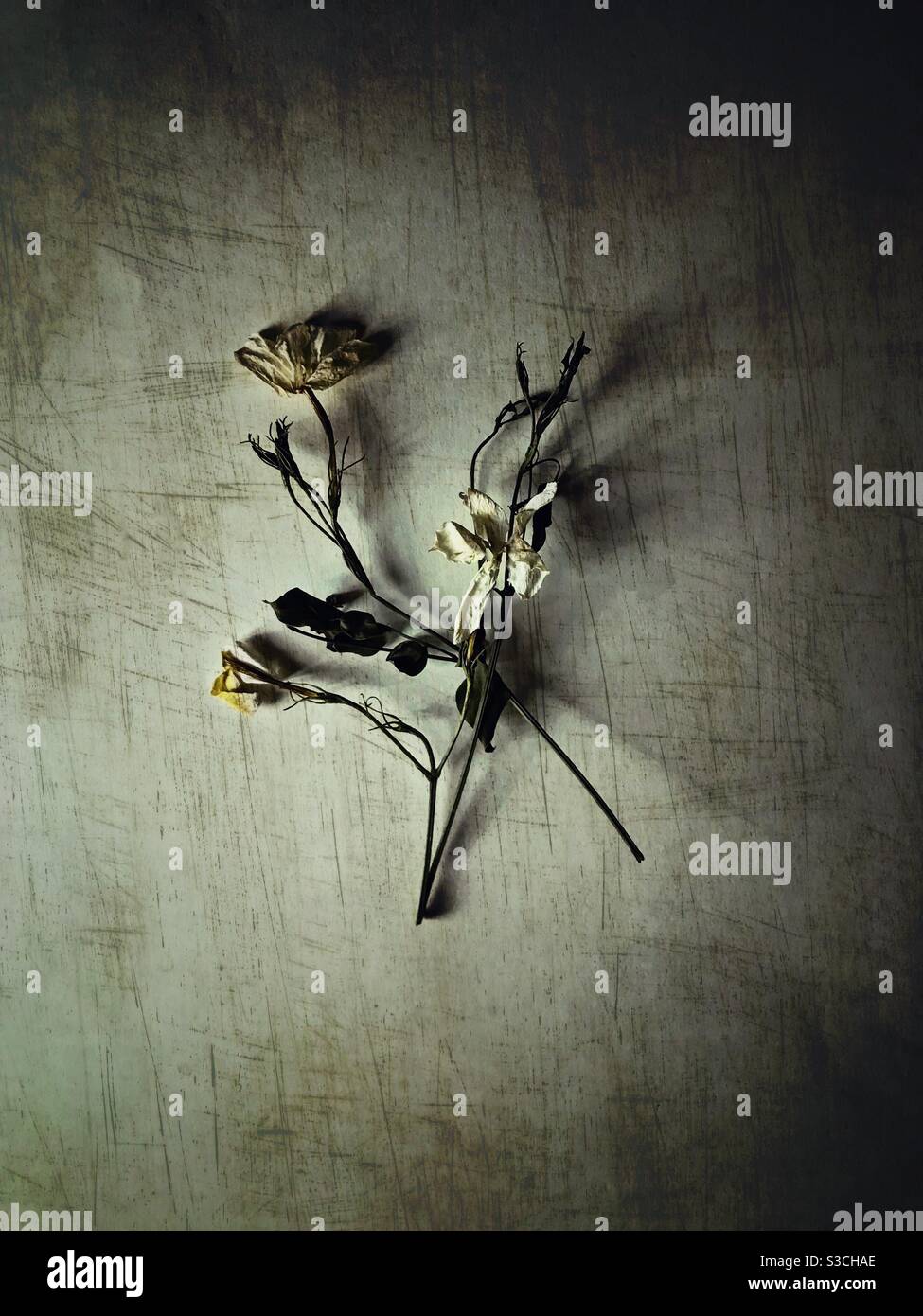 A dead flower plant and its reflection on a scratched wall paper Stock ...