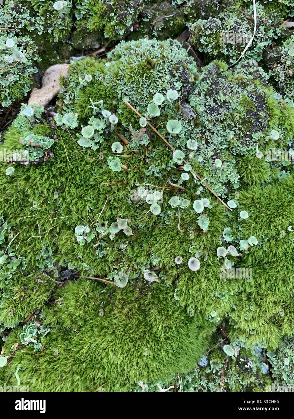Shades of green moss hi-res stock photography and images - Alamy