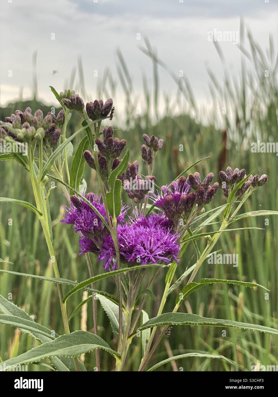 Purple Marsh Flower High Resolution Stock Photography and Images - Alamy