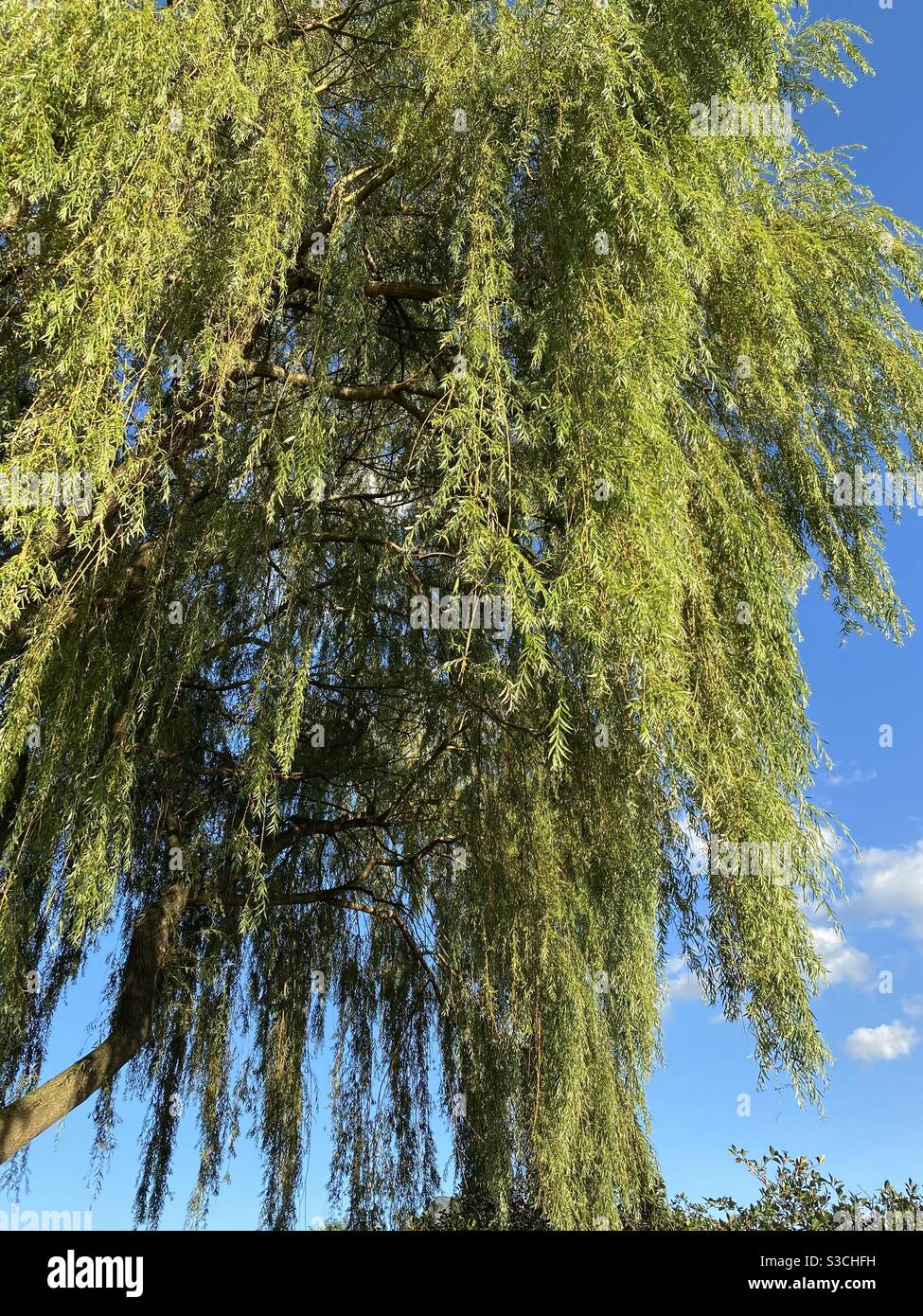 Beautiful Weeping Willow High Resolution Stock Photography and Images ...