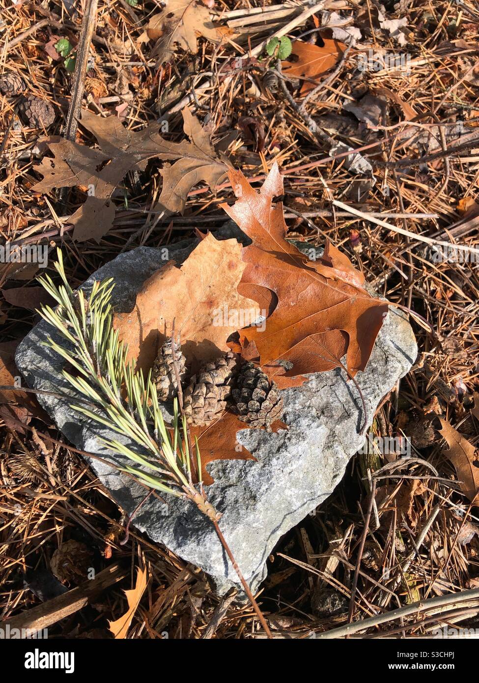 Textures in nature Stock Photo - Alamy