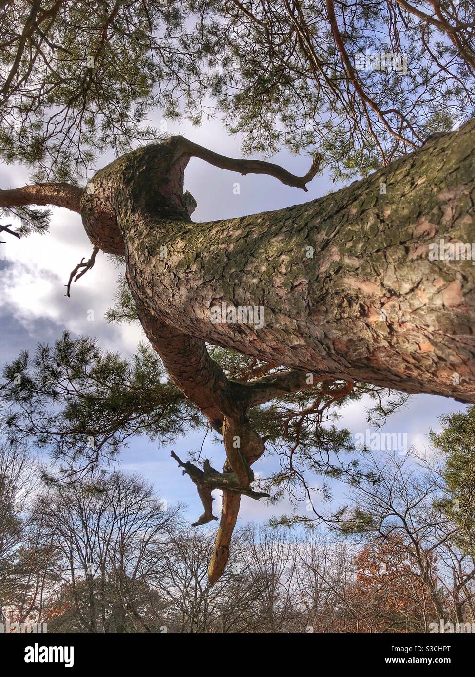 A tree branch reaching for the sky Stock Photo - Alamy