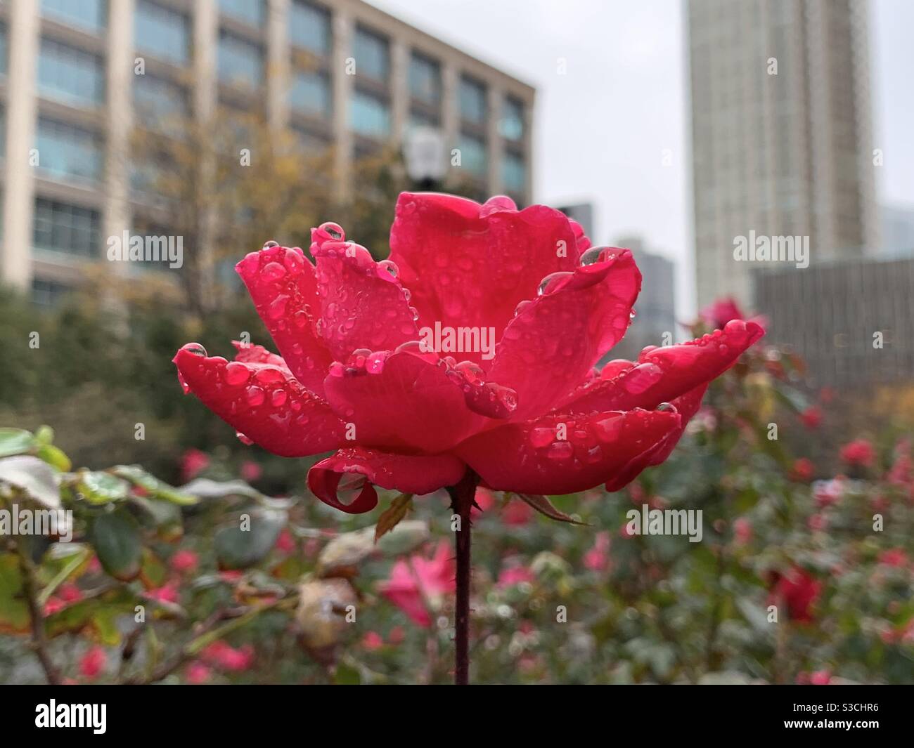 Rainy flower hi-res stock photography and images - Alamy