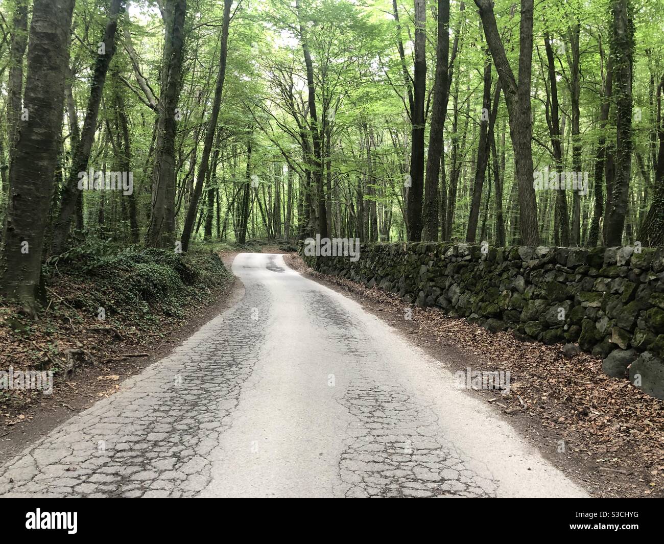 Road within a forest Stock Photo - Alamy