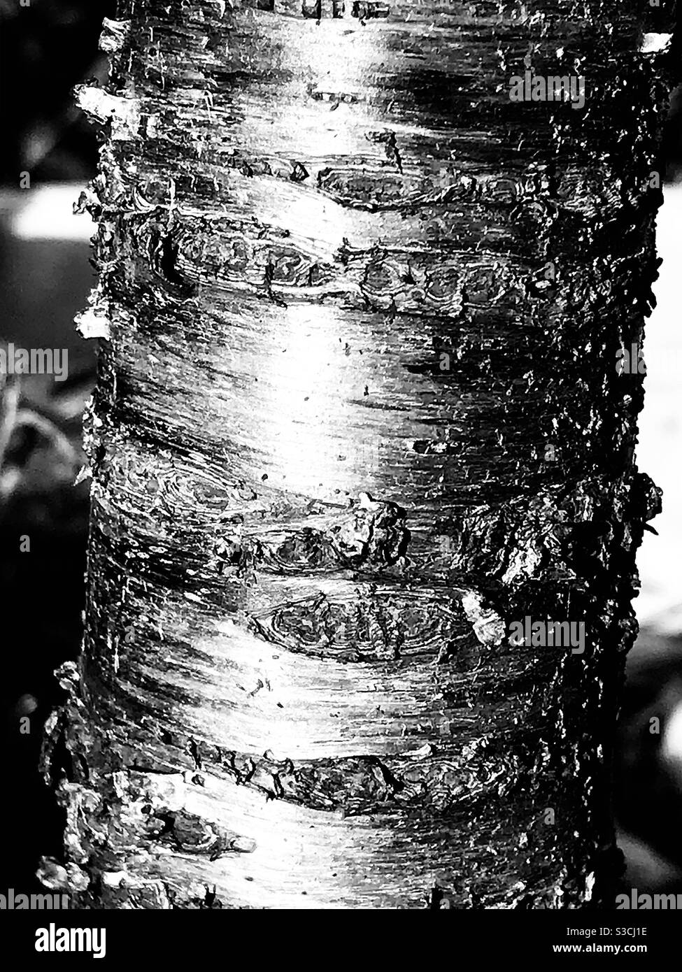 Cherry tree bark hi-res stock photography and images - Alamy
