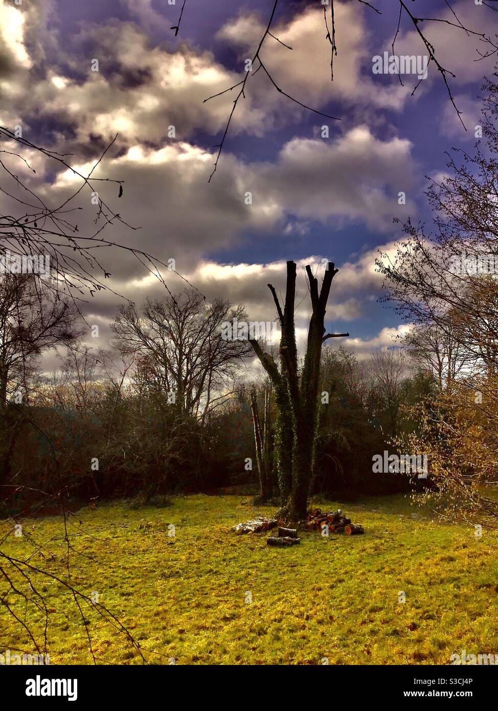 Woodland glade hi-res stock photography and images - Alamy