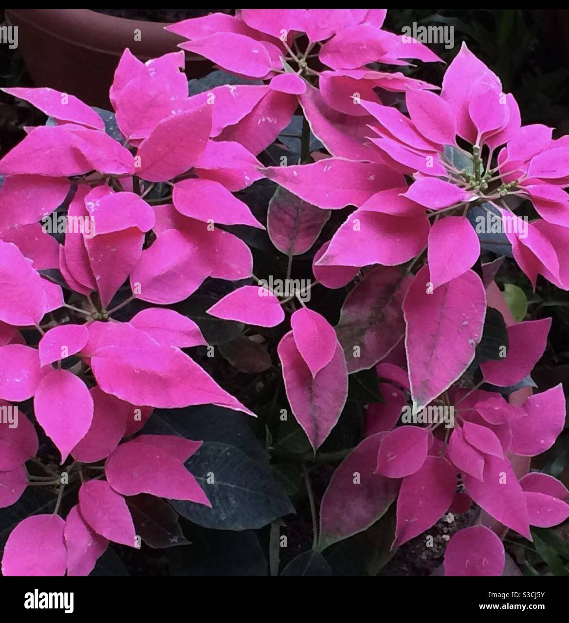 Pink leaves hi-res stock photography and images - Alamy