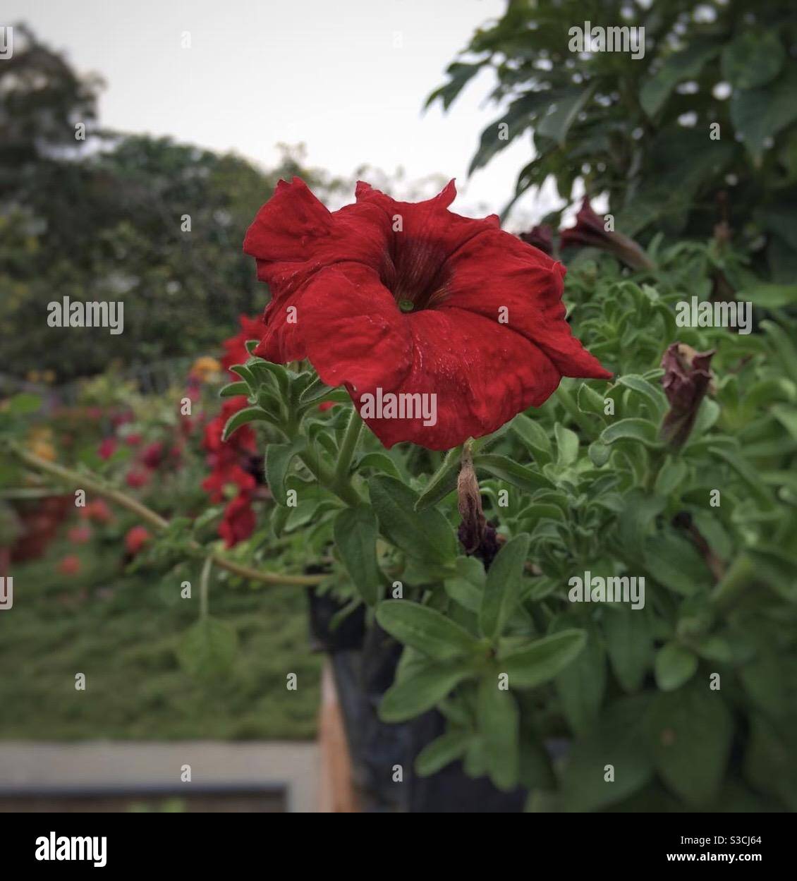 Beauty red hi-res stock photography and images - Alamy