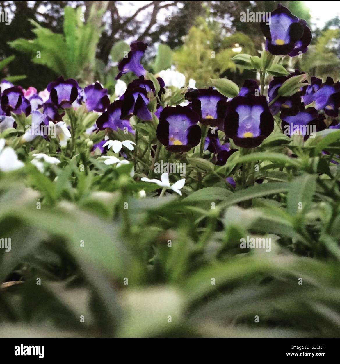 Lovely flowers hi-res stock photography and images - Alamy